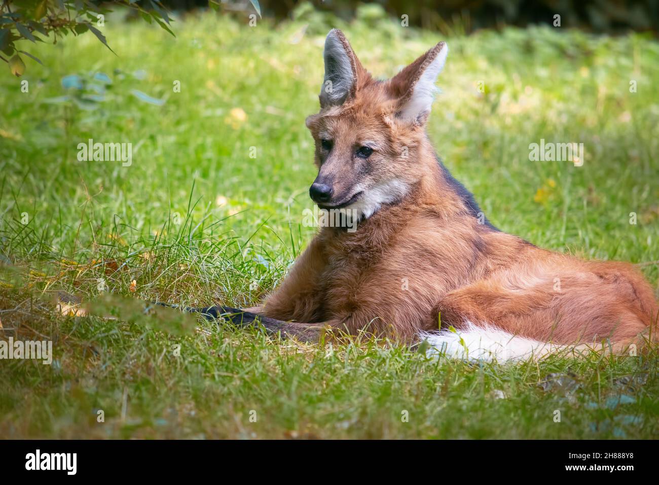 South American maned wolf in the grass Stock Photo - Alamy