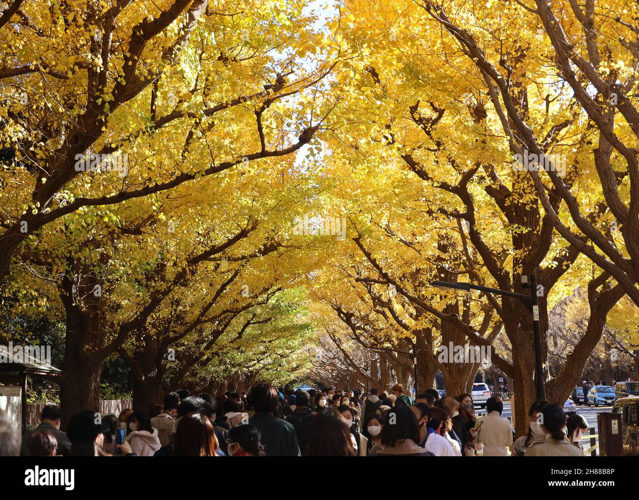 November 28, 2021, Tokyo, Japan - People admire yellow ginkgo trees at ...
