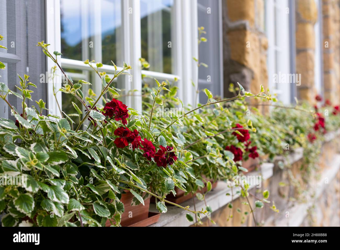 City window decorated with beautiful red geraniums flowers Stock Photo ...