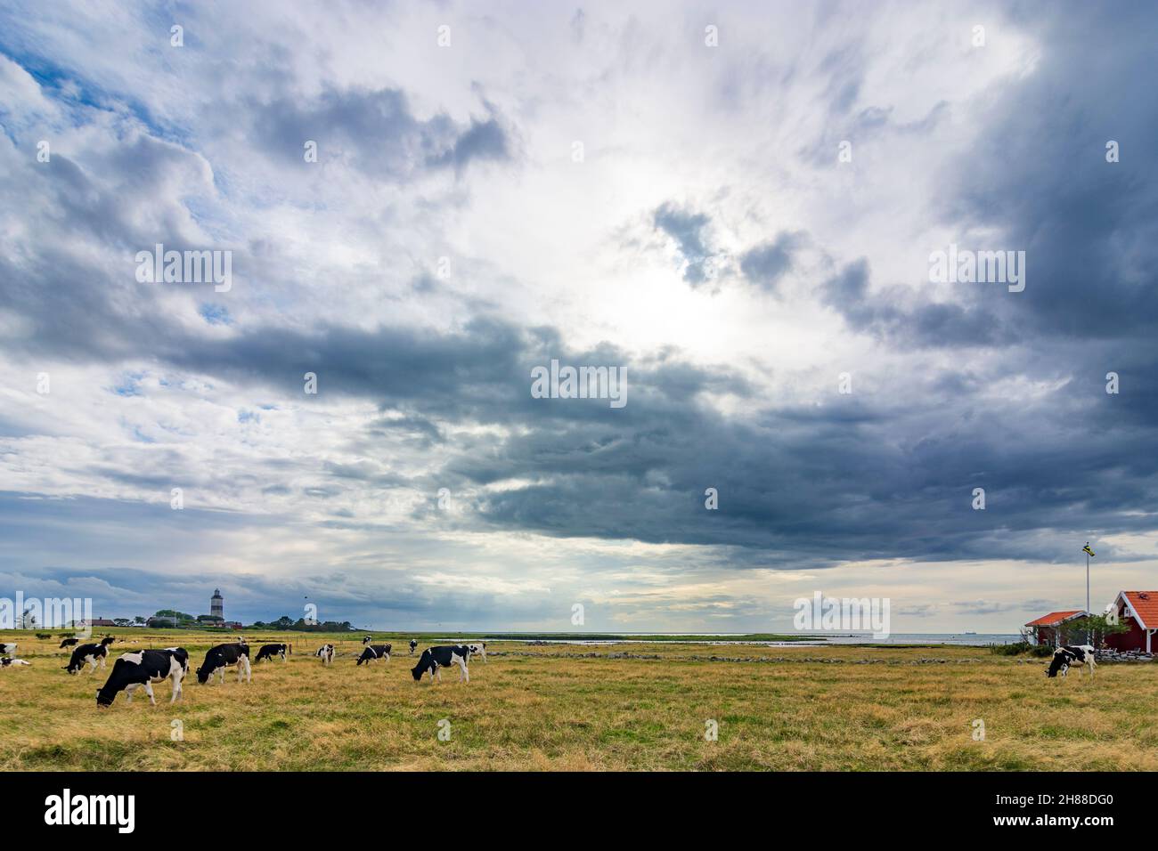 Falkenberg: sea area Kattegat, view to lighthouse Morups Tänge, cows in ...