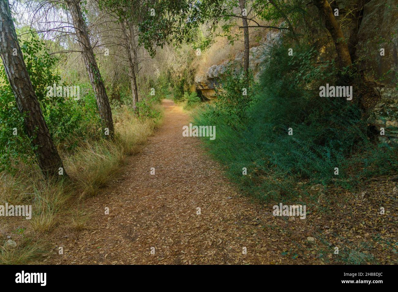 View of a forest footpath, in En Hemed National Park (Aqua Bella), west ...