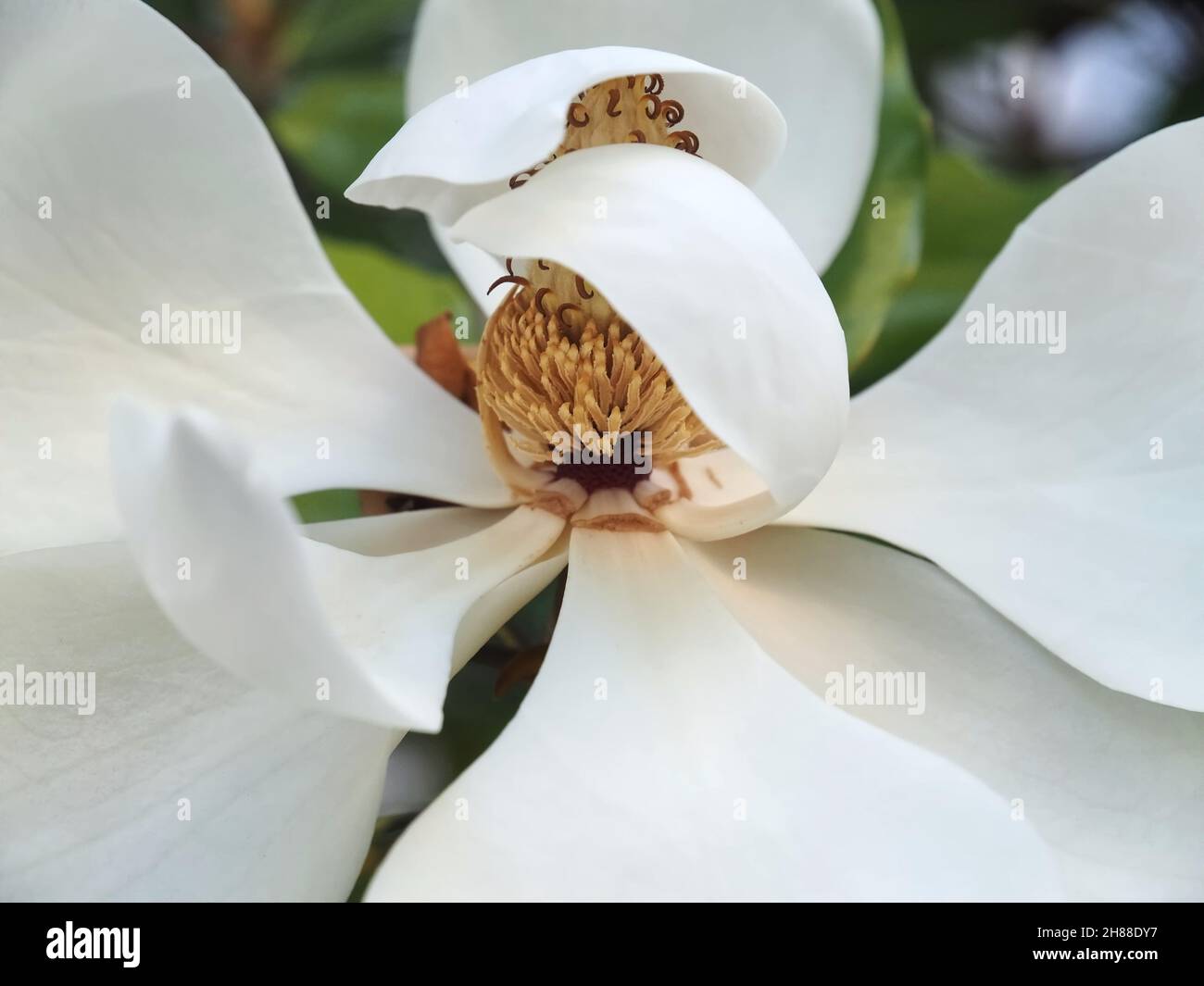 Beautiful open white green flowers hi-res stock photography and images ...