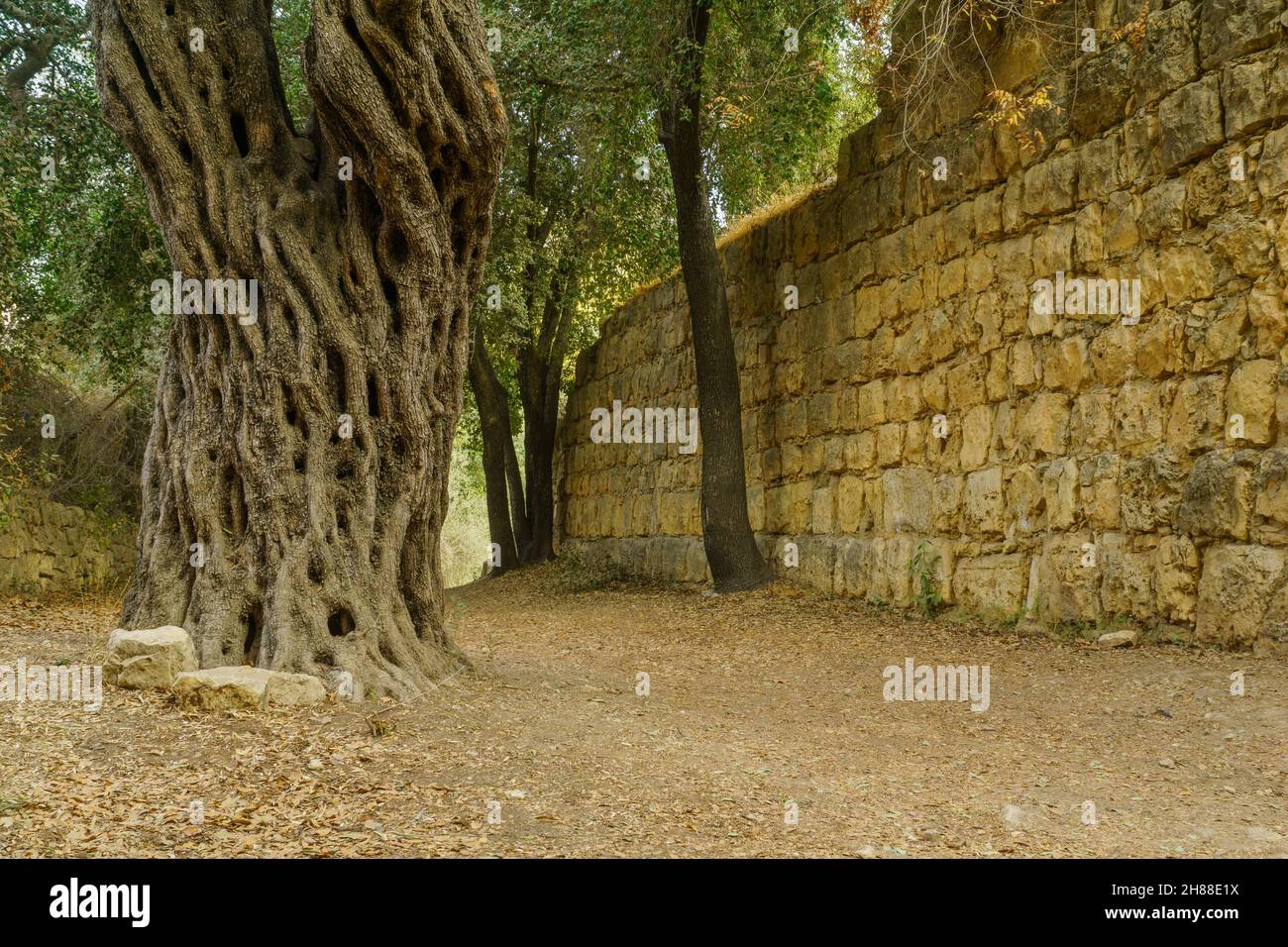 View of an old Olive Tree, in En Hemed National Park (Aqua Bella), west ...