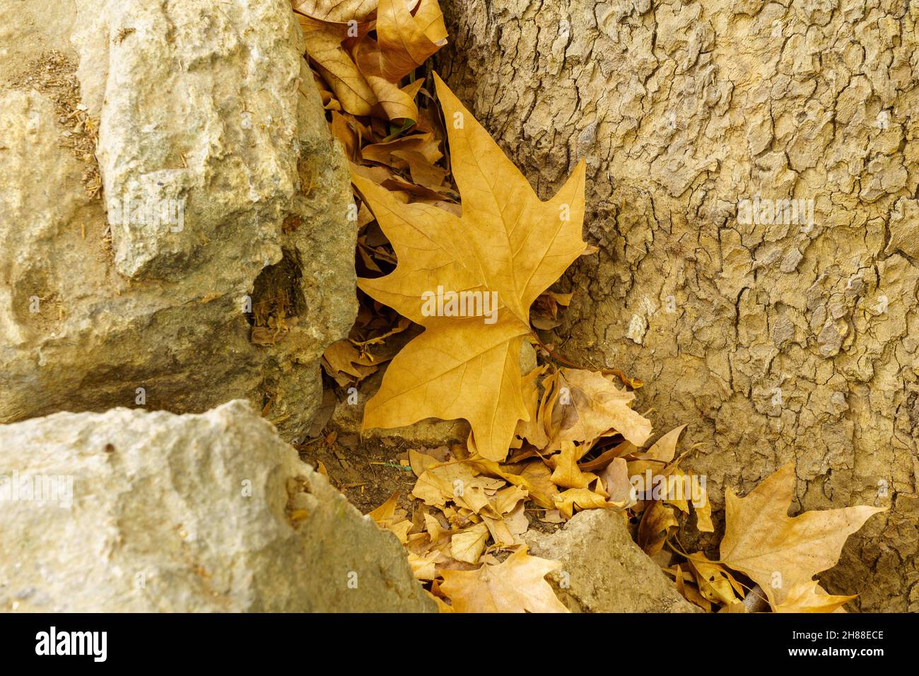 View of fall foliage leaves, in En Hemed National Park (Aqua Bella ...