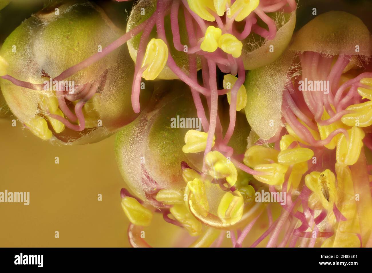 Isolated super-macro view of Bottlebrush (Callistemon) 'Pink Champagne ...