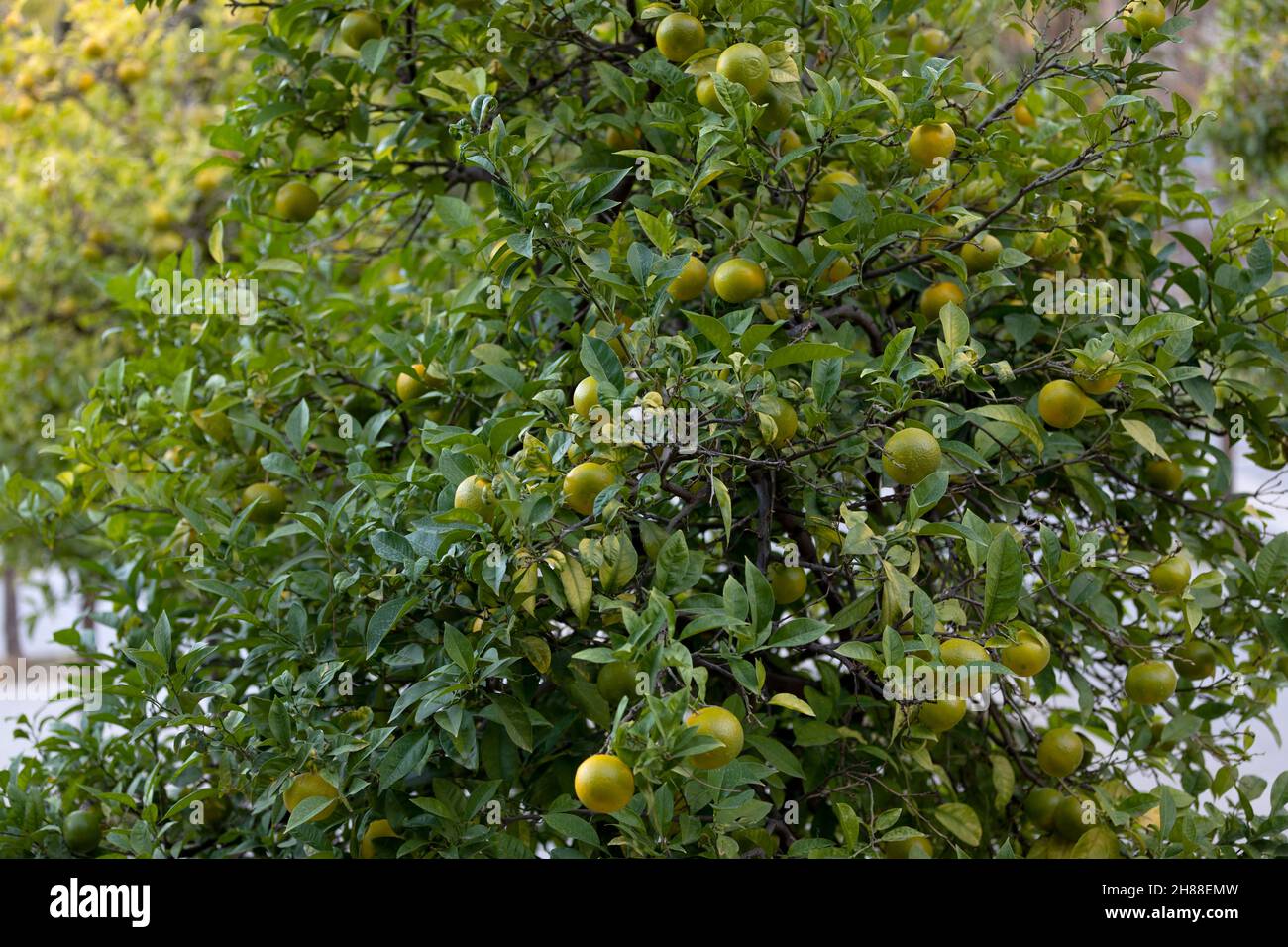 picture of an osage orange tree in Valencia, Spain Stock Photo - Alamy