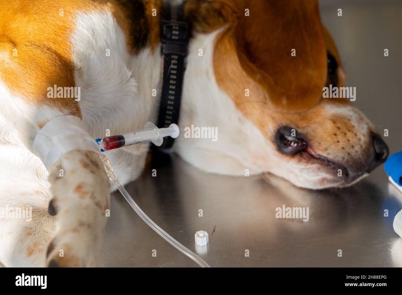 Close up picture of a dog with intravenous infusion Stock Photo - Alamy
