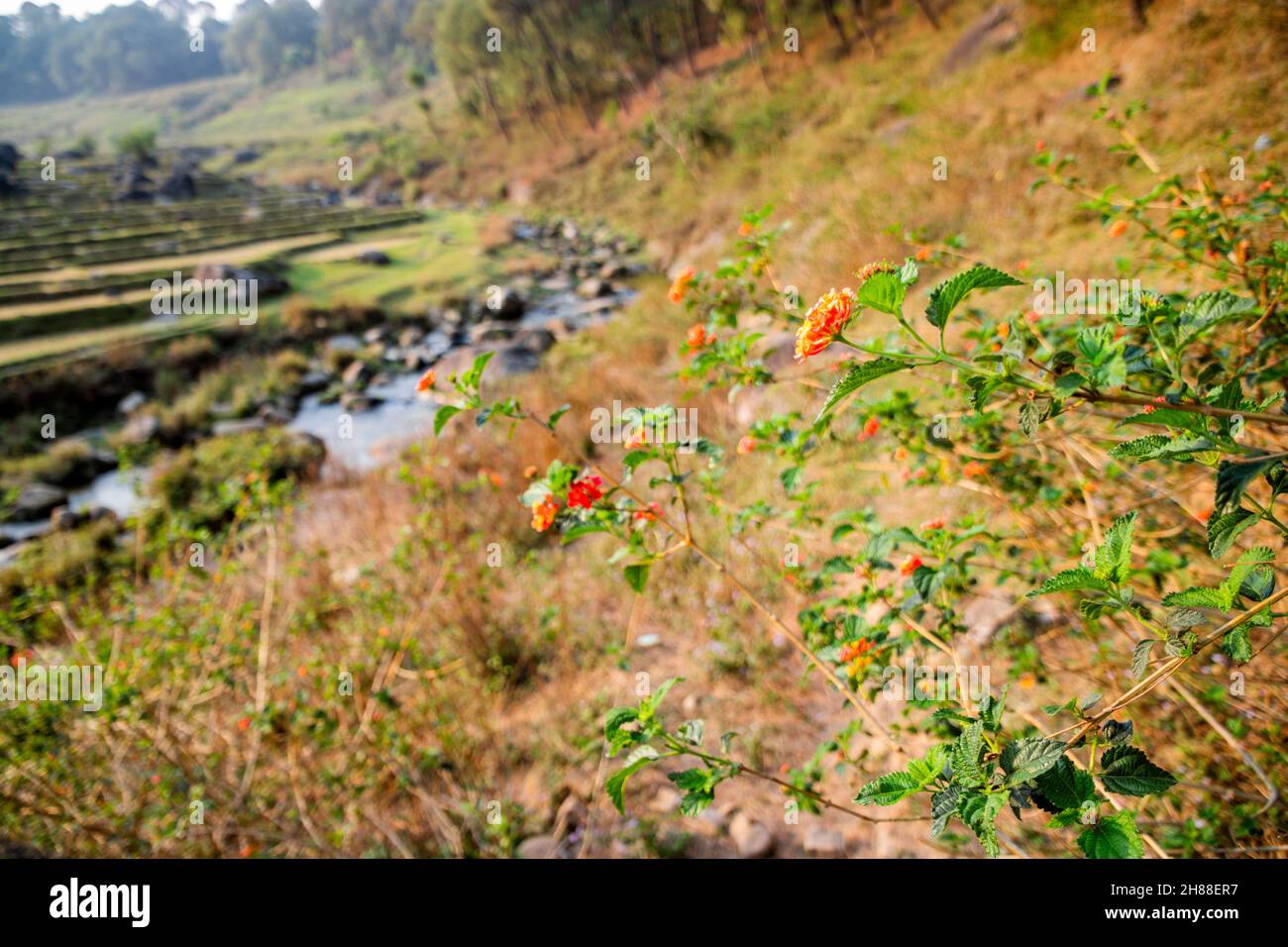 Various views of Palampur, Himachal Stock Photo - Alamy