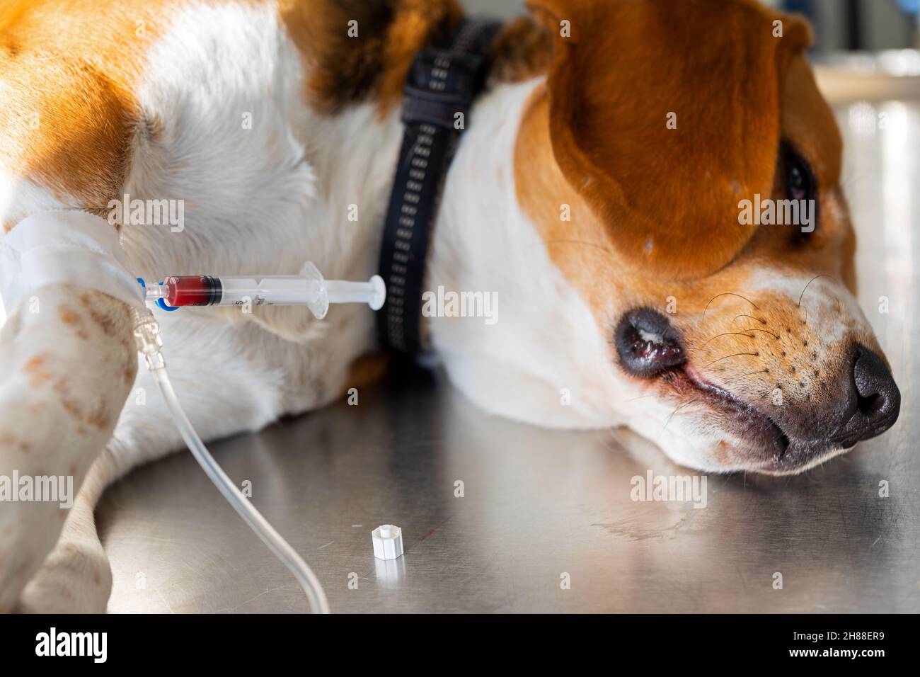 Close up picture of a dog with intravenous infusion Stock Photo - Alamy