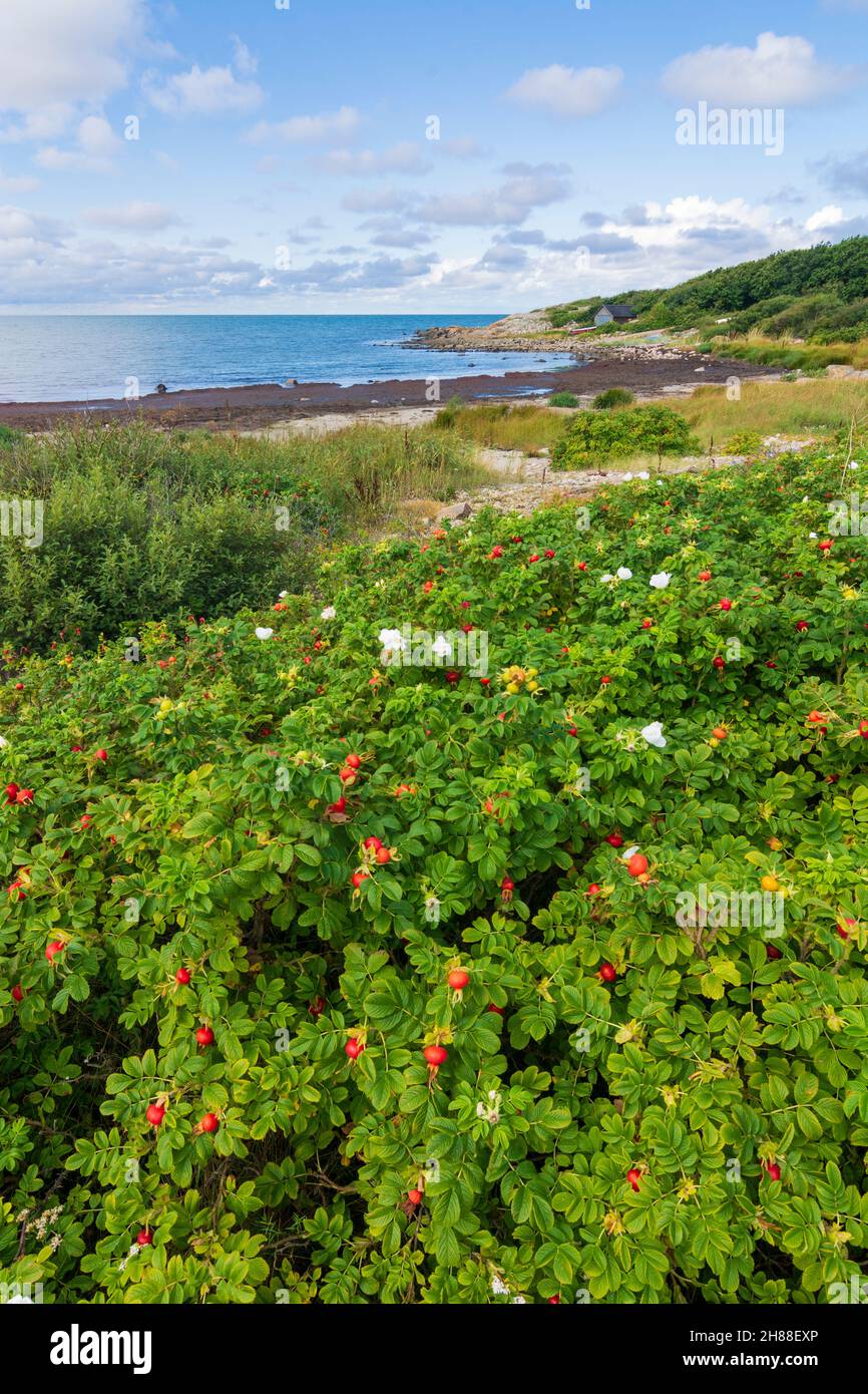 Kattegat sea area in hallands lan hi-res stock photography and images ...