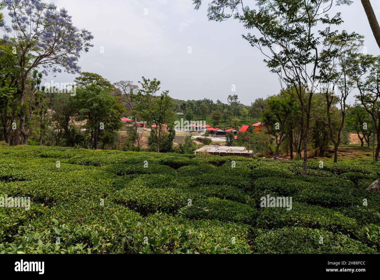 Tea gardens in mountains hi-res stock photography and images - Alamy