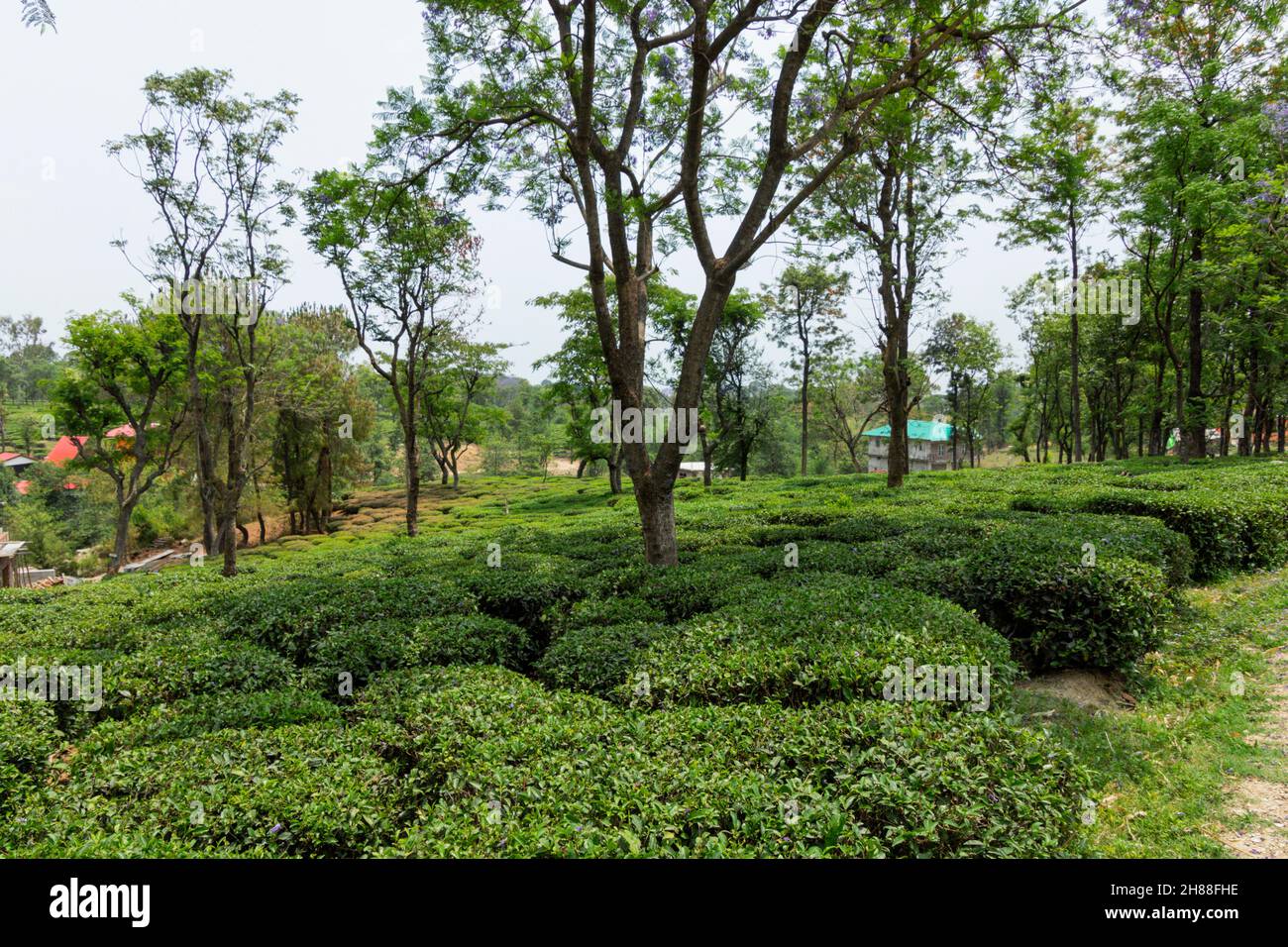 Tea gardens in Palampur, Himachal Stock Photo - Alamy