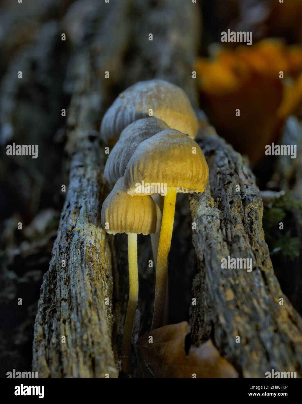 Clustered bonnet mushrooms growing from a rotting log, Eckington Woods ...