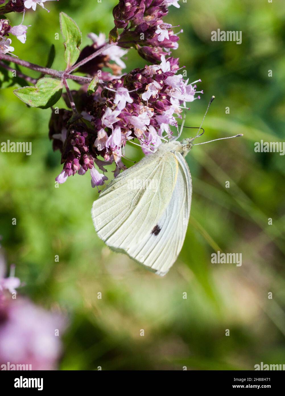 Rapae hi-res stock photography and images - Alamy