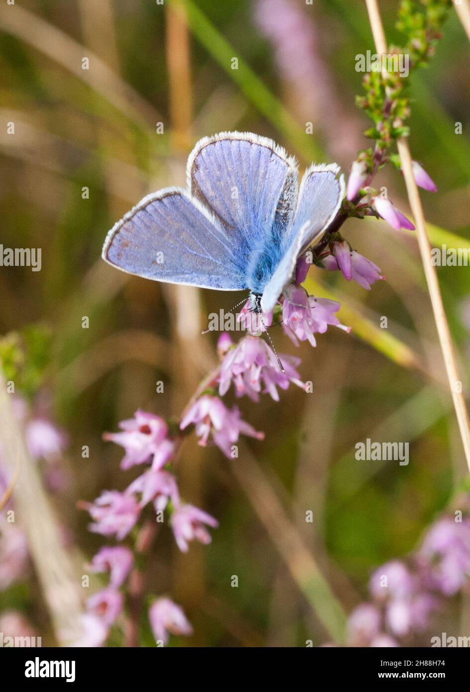 COMMON BLUE Polyommatus Icarus butterfly Stock Photo - Alamy