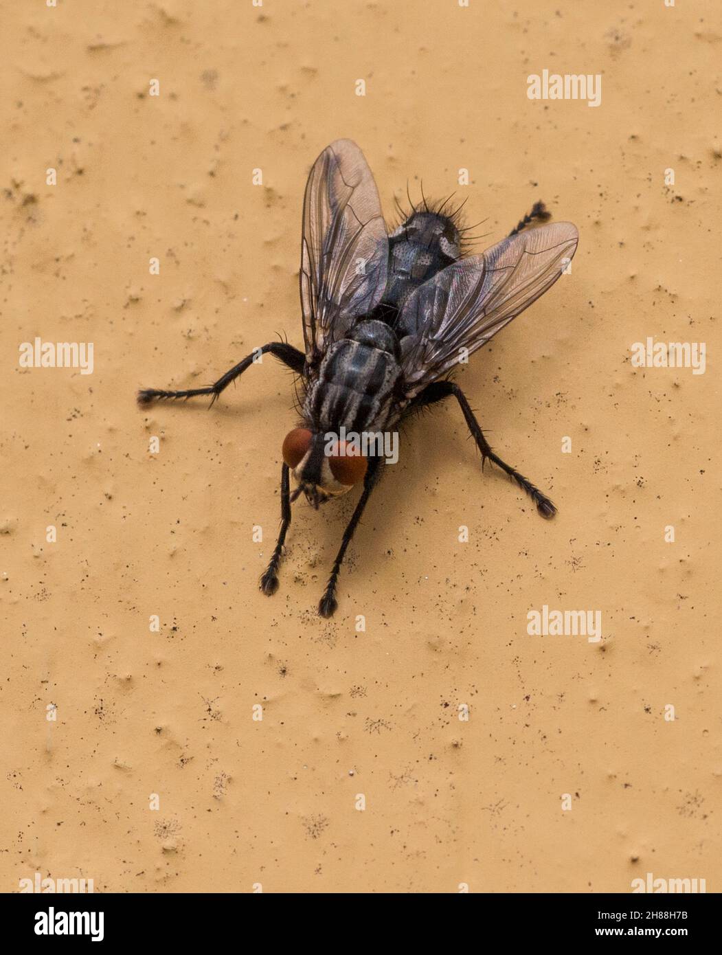 Housefly musca domestica hi-res stock photography and images - Alamy