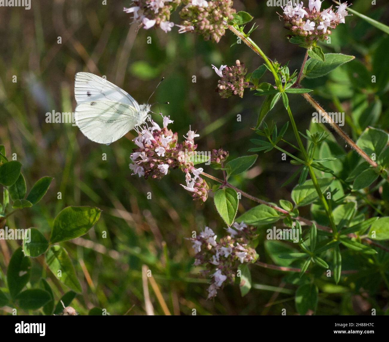 PIERIS RAPAE butterfly in family Pieridae Stock Photo - Alamy
