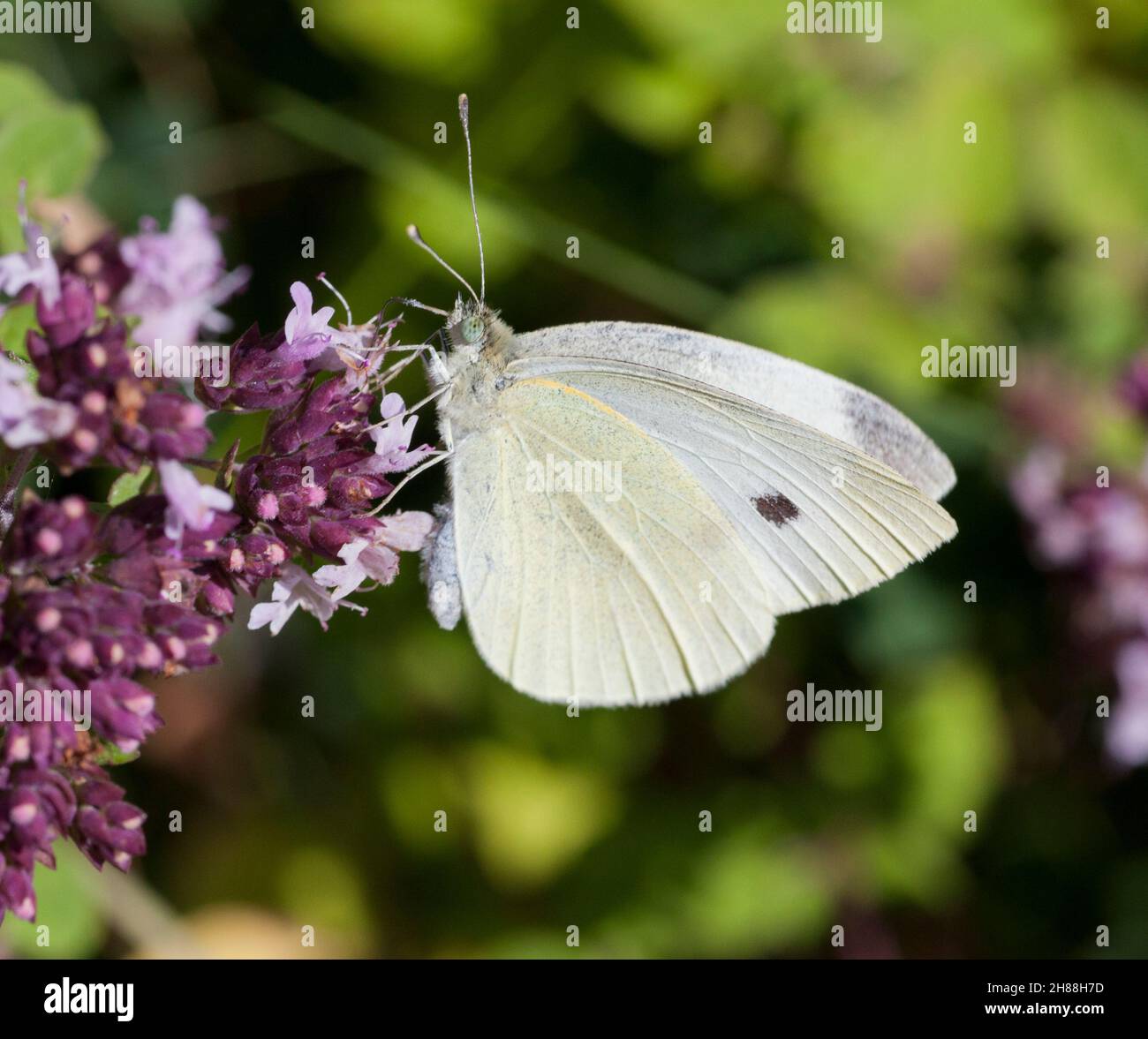 Pieris rapae pieridae hi-res stock photography and images - Alamy