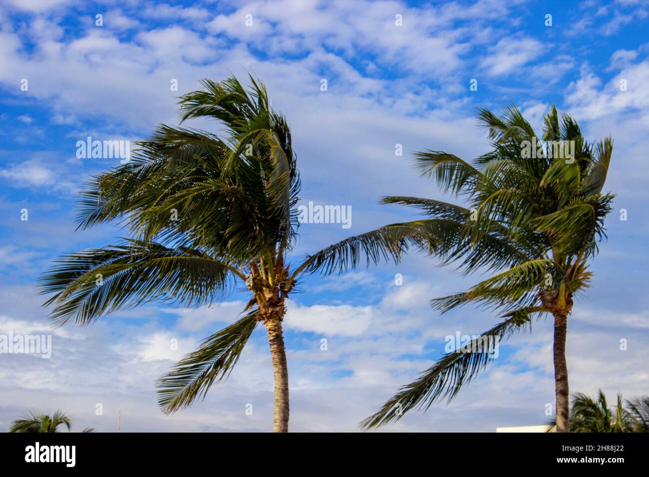 Shaken tree hi-res stock photography and images - Alamy