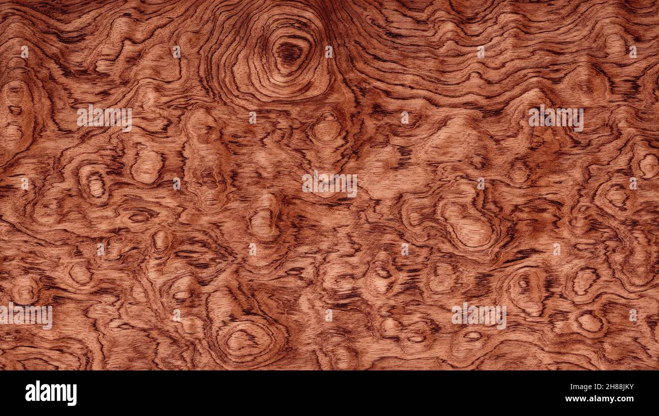 Narra Tree High Resolution Stock Photography and Images - Alamy