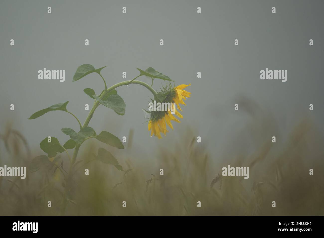Sunflower (Helianthus annuus) in the early morning in a field ...