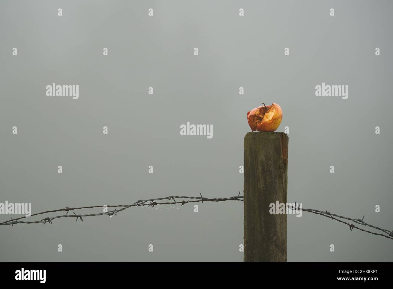 Rotten wooden pole hi-res stock photography and images - Alamy