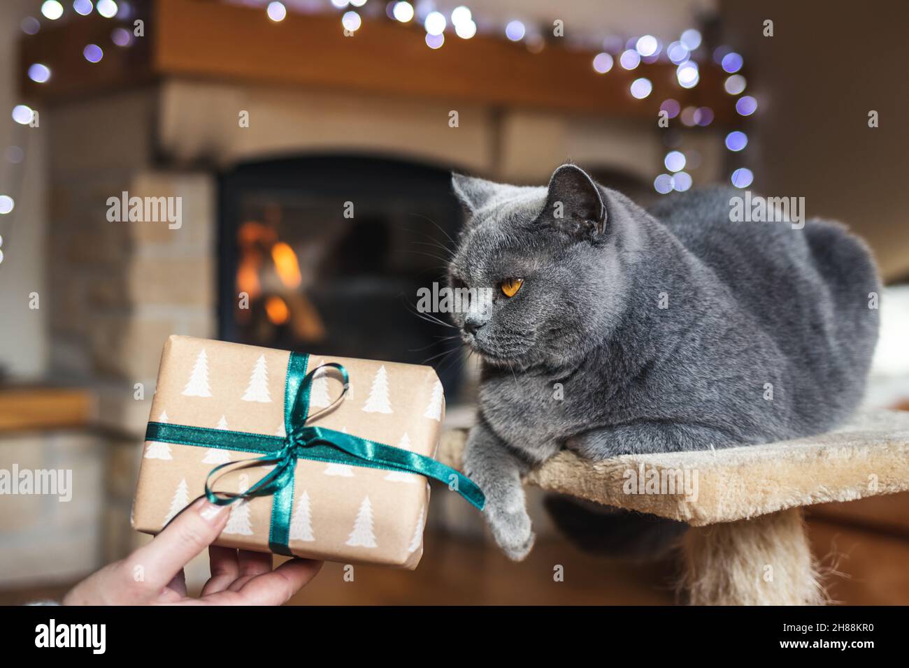 Woman giving gift box to her british shorthair cat. Enjoying christmas ...