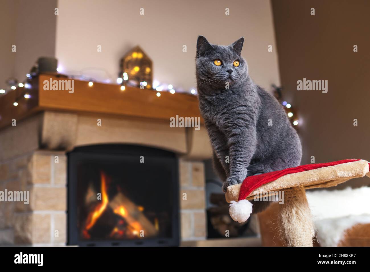 Cozy fireplace cat hi-res stock photography and images - Alamy