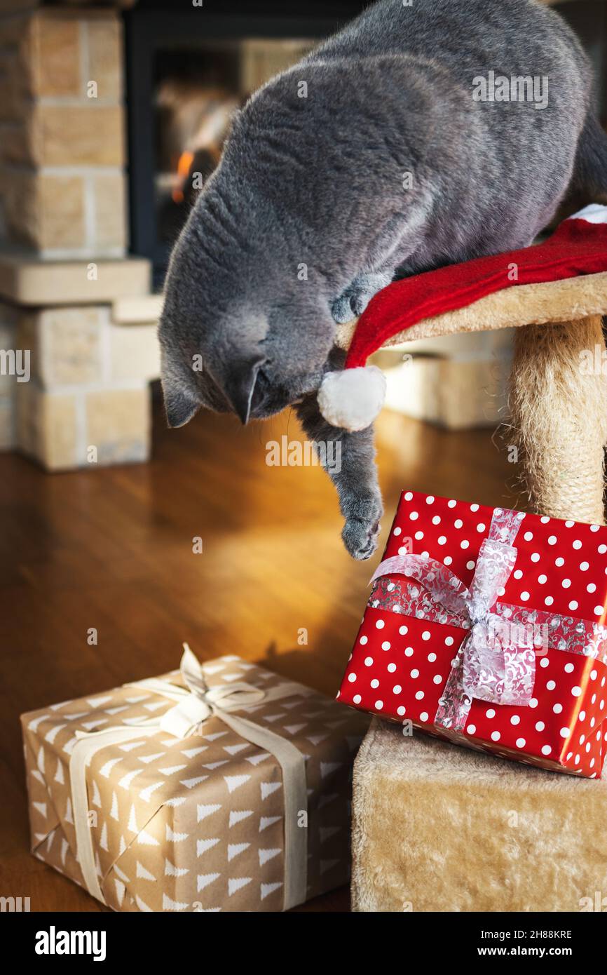 Cute cat playing with christmas present, selective focus on paw and ...