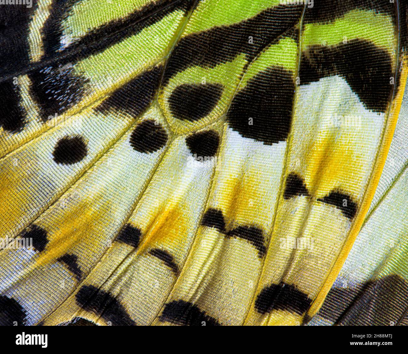 Butterfly wing markings hi-res stock photography and images - Alamy