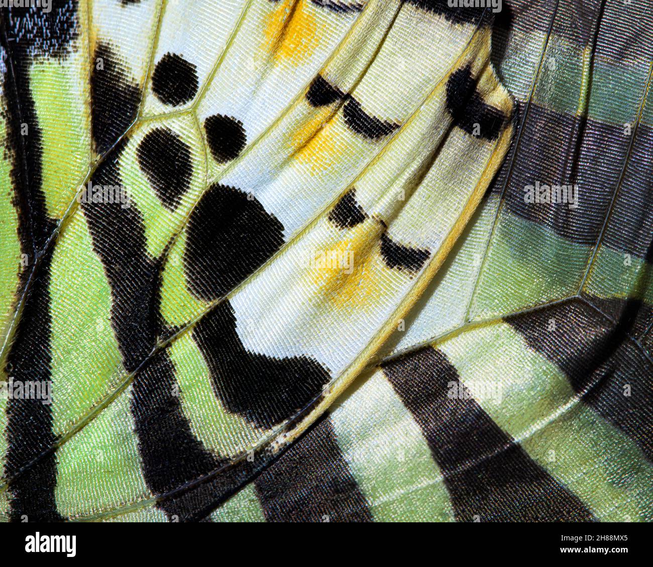 Close-up of a butterfly (Graphium antiphates verso) wing Stock Photo ...