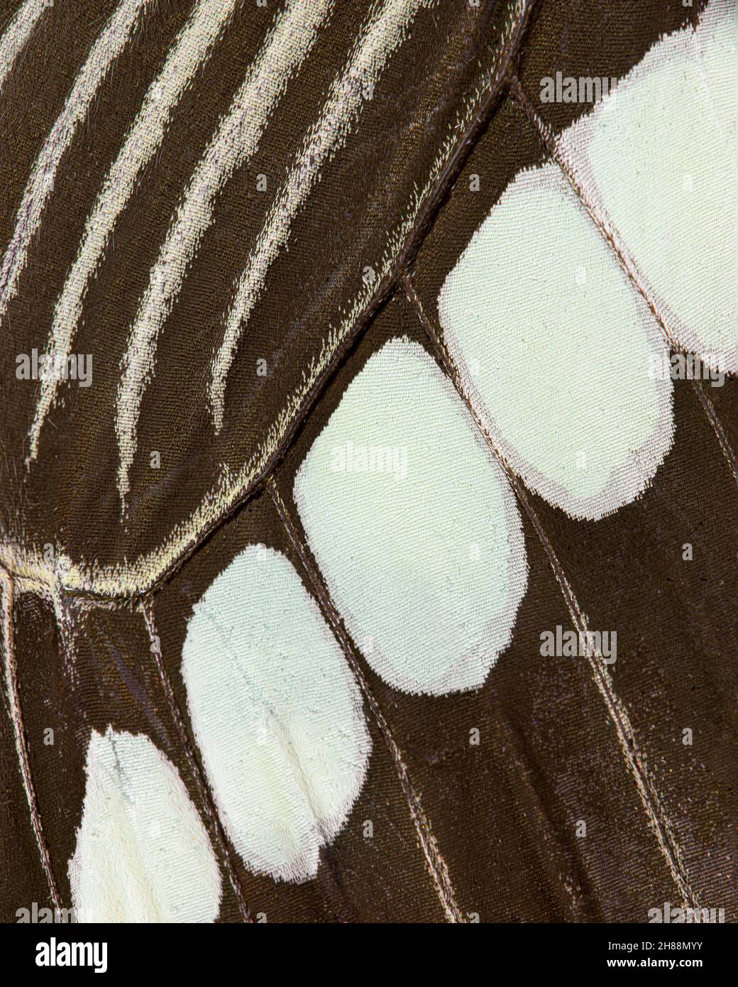 Lines butterfly wing hi-res stock photography and images - Alamy