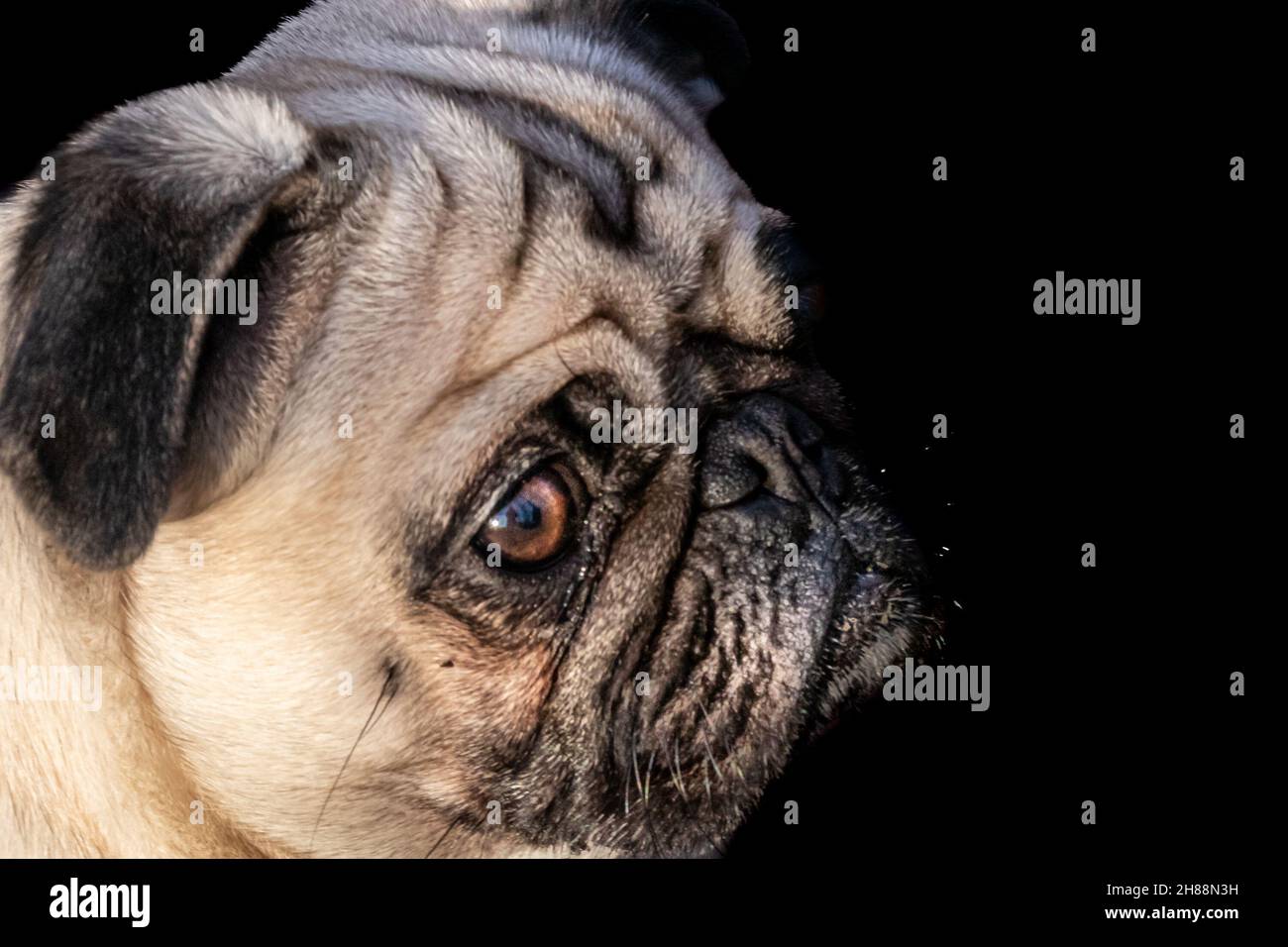side view portrait of a pug dog Stock Photo - Alamy