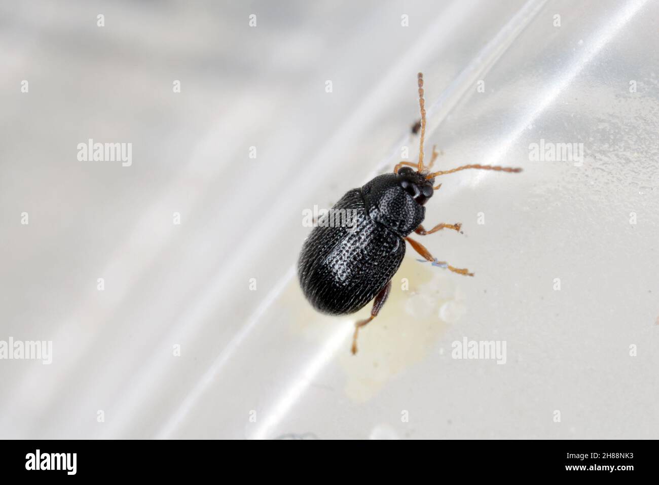 Potato flea beetle (genus Epitrix) - insect on a potato leaf. High ...