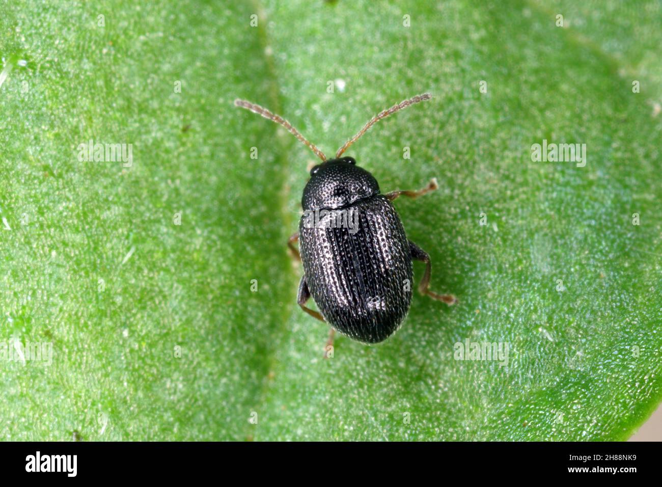 Potato flea beetle (genus Epitrix) - insect on a potato leaf. High ...