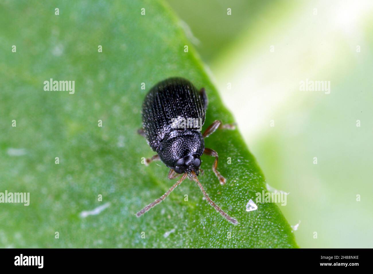Potato flea beetle (genus Epitrix) - insect on a potato leaf. High ...