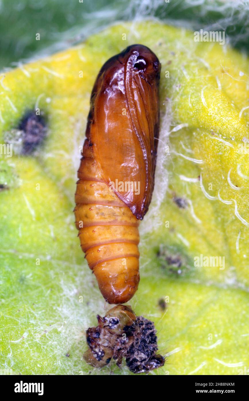 Tortrix moths hi-res stock photography and images - Alamy