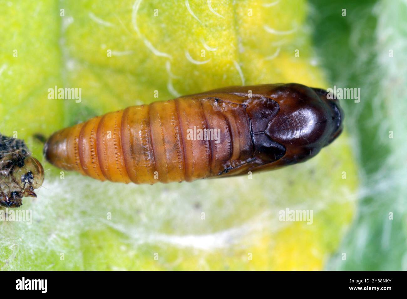 Pupa of tortrix moths (family Tortricidae) ona a leaf. It is pest of ...