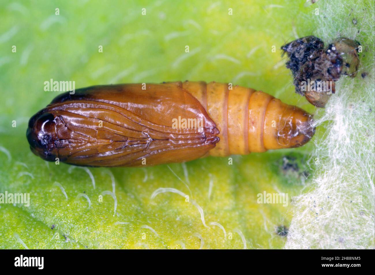 Pupa of tortrix moths (family Tortricidae) ona a leaf. It is pest of ...