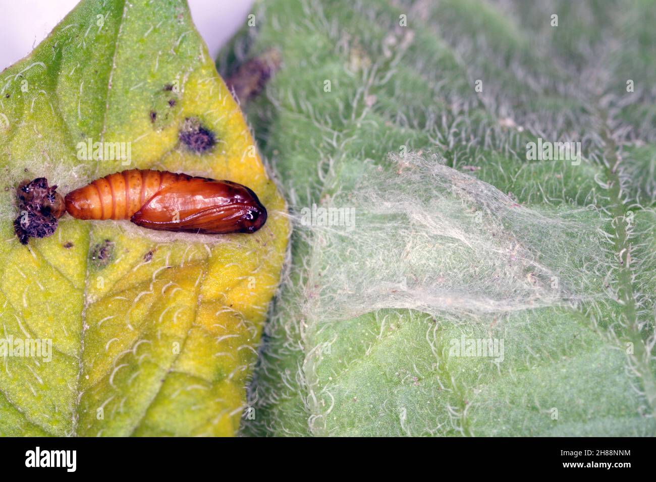 Pupa of tortrix moths (family Tortricidae) ona a leaf. It is pest of ...