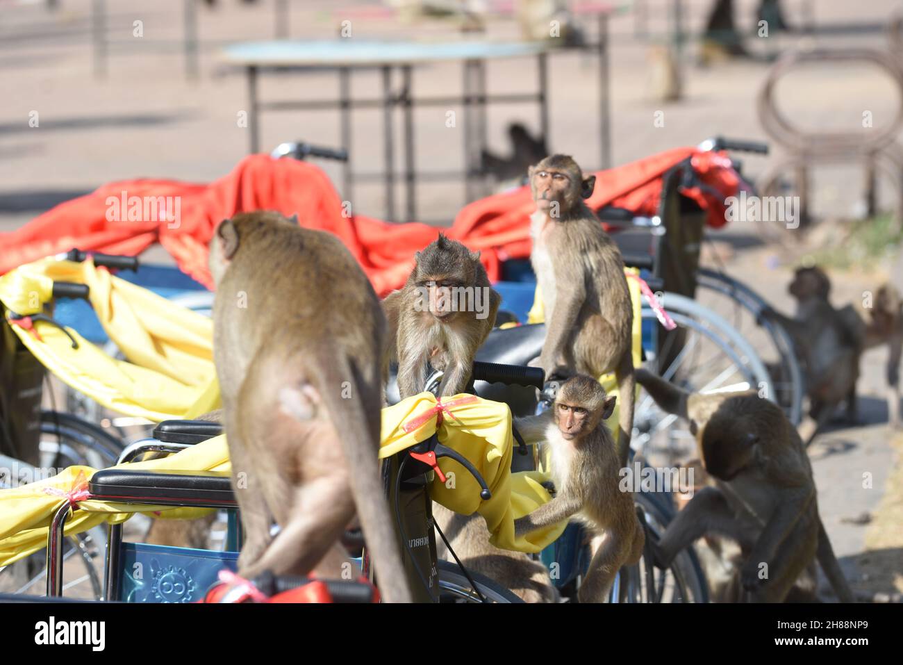 Thailand - November 28, 2021 The 33rd Monkey Buffet Festival 2021 at ...