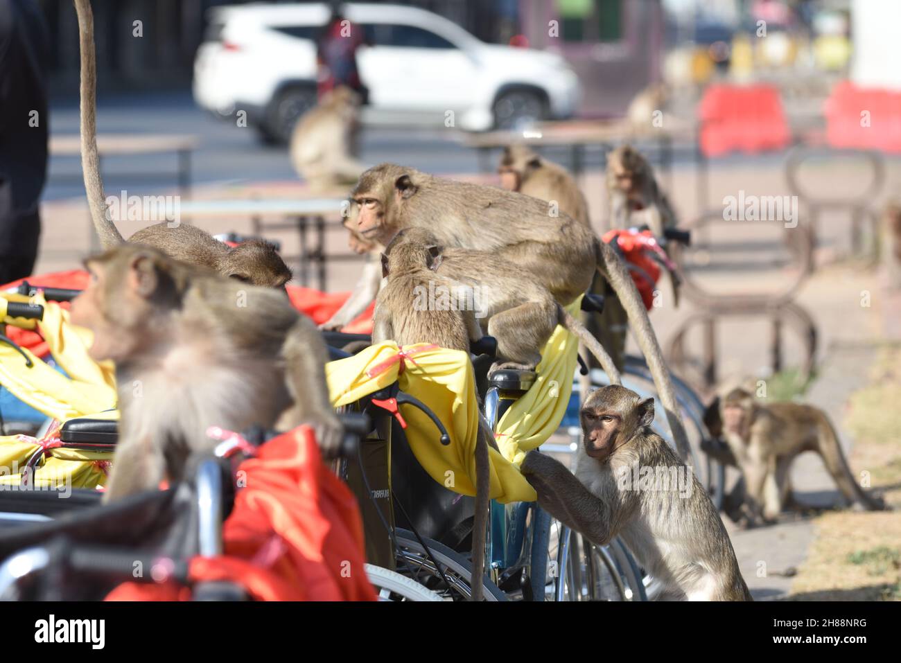 Thailand - November 28, 2021 The 33rd Monkey Buffet Festival 2021 at ...