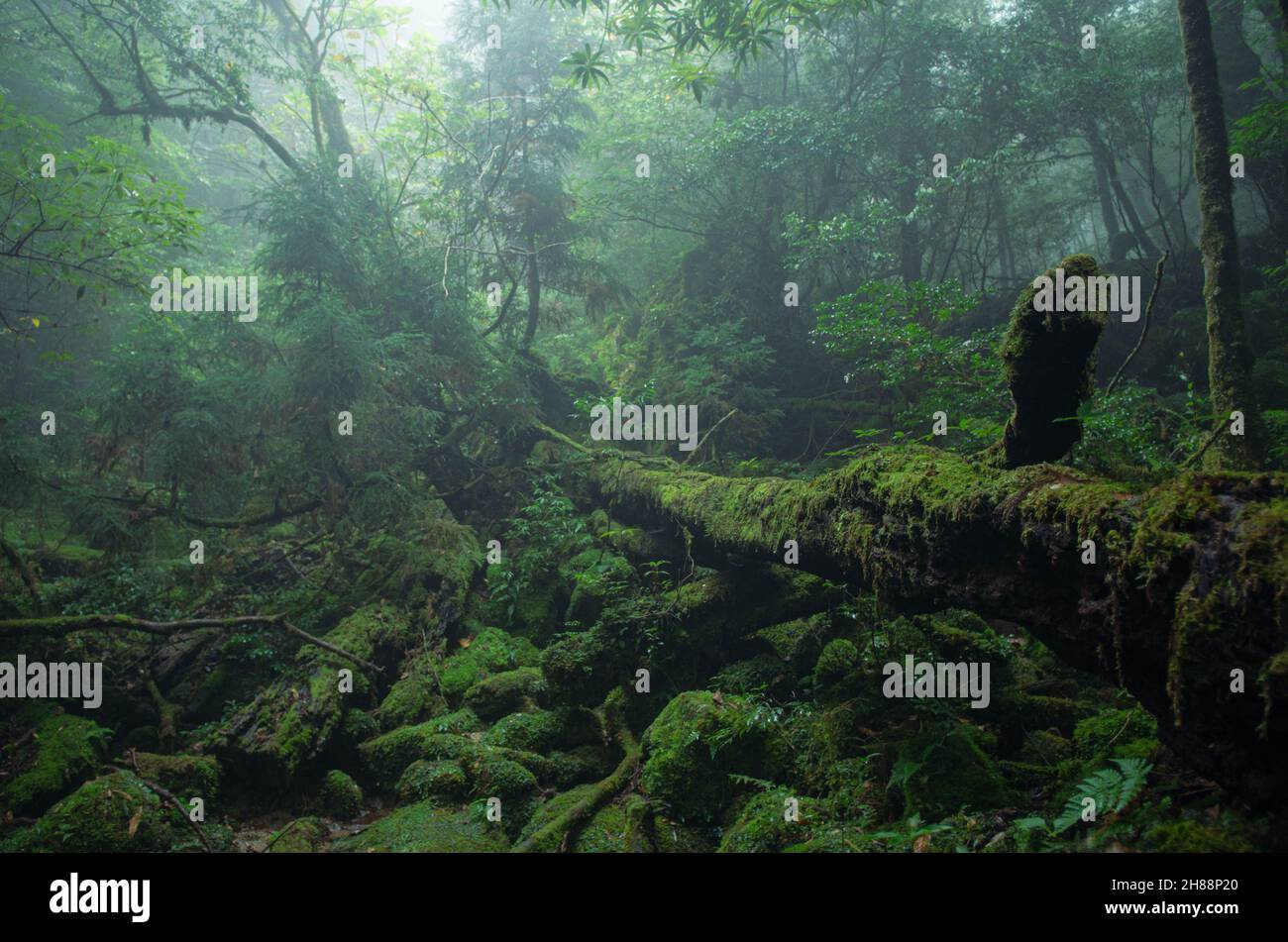 The famous moss-covered UNESCO world nature heritage forest at ...