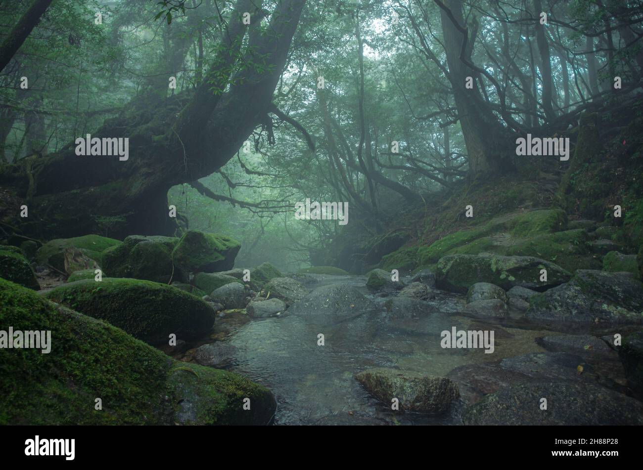 The famous moss-covered UNESCO world nature heritage forest at ...