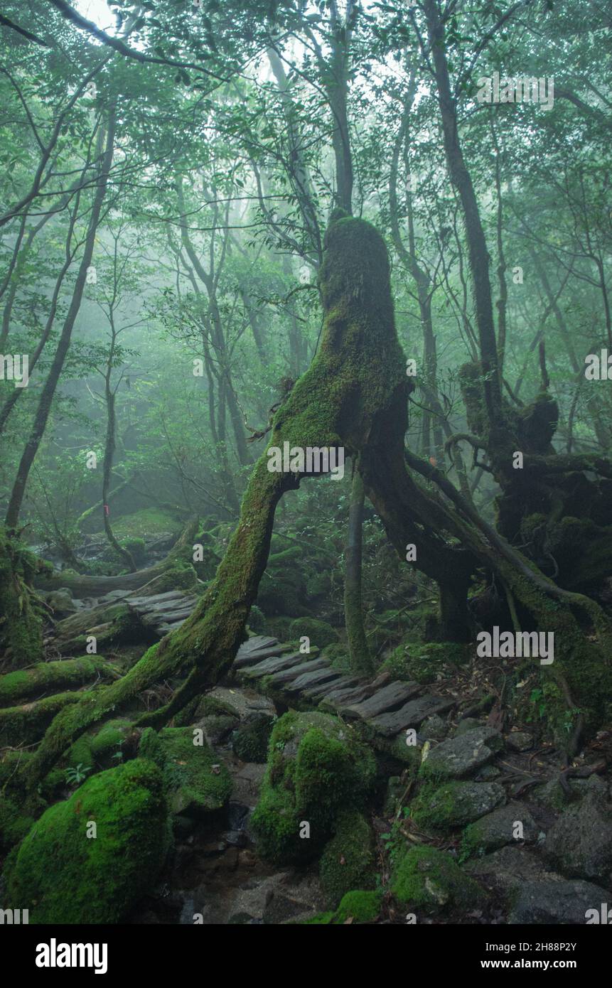 The famous moss-covered UNESCO world nature heritage forest at ...