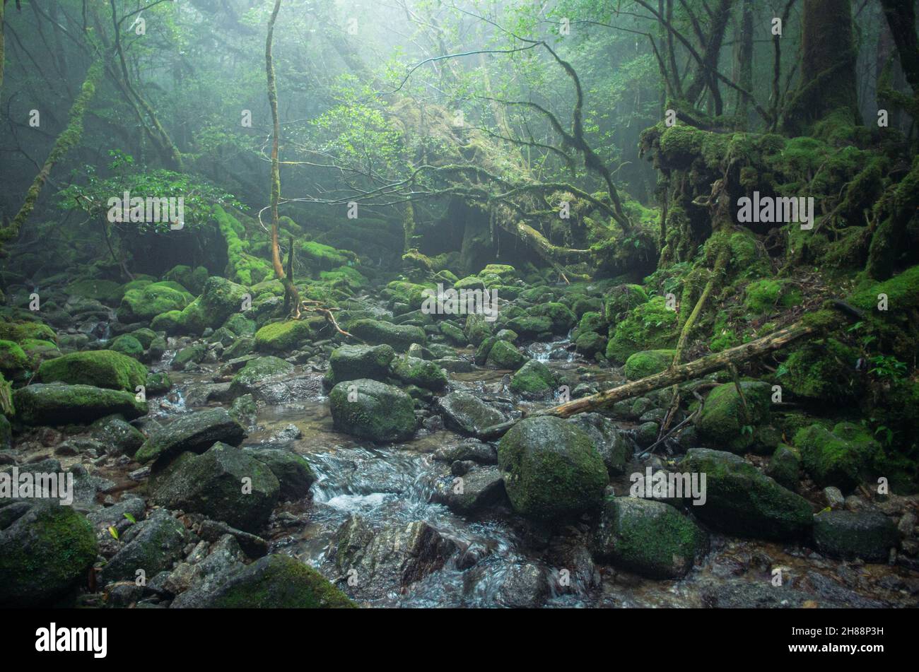 The famous moss-covered UNESCO world nature heritage forest at ...