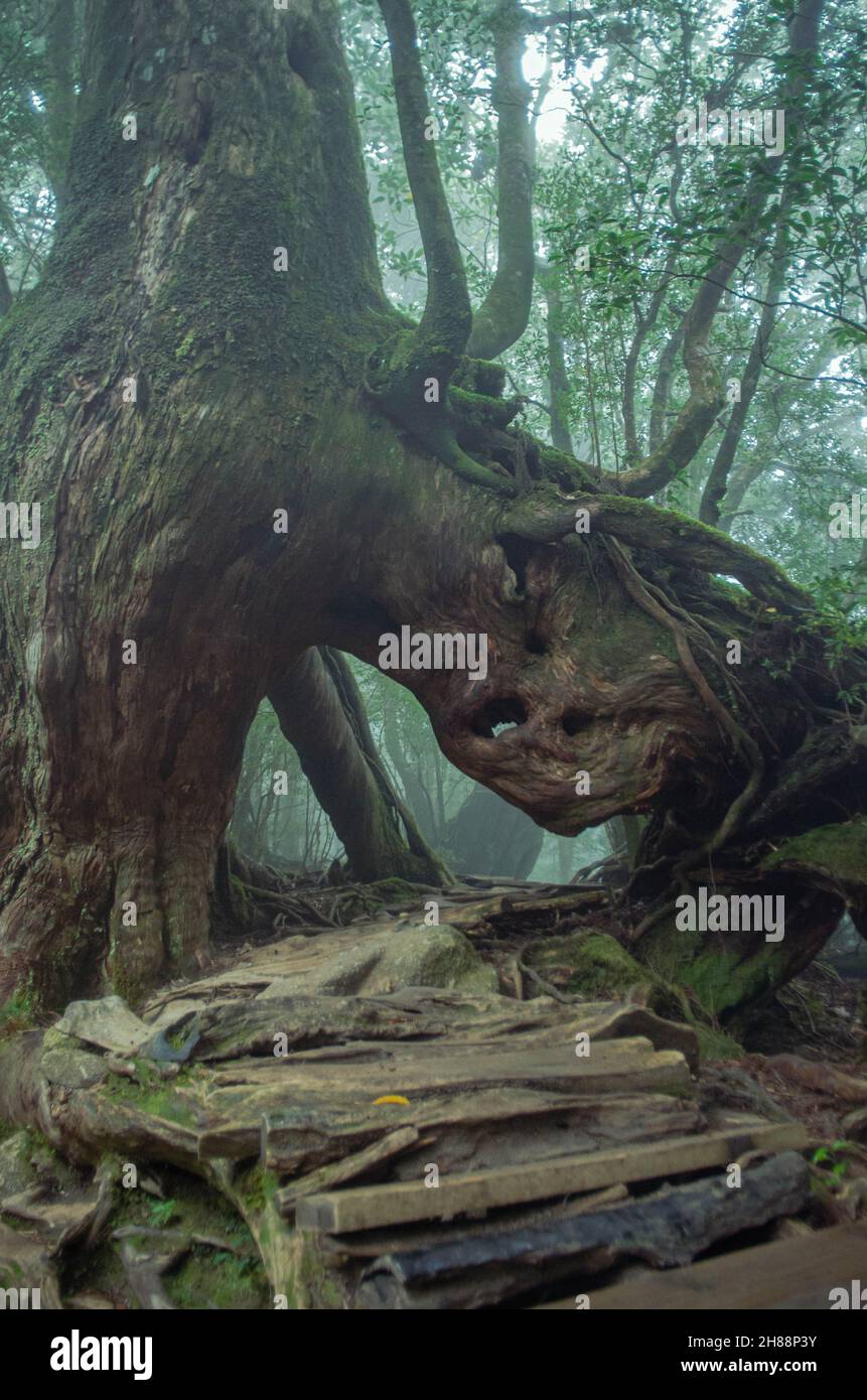 The famous moss-covered UNESCO world nature heritage forest at ...