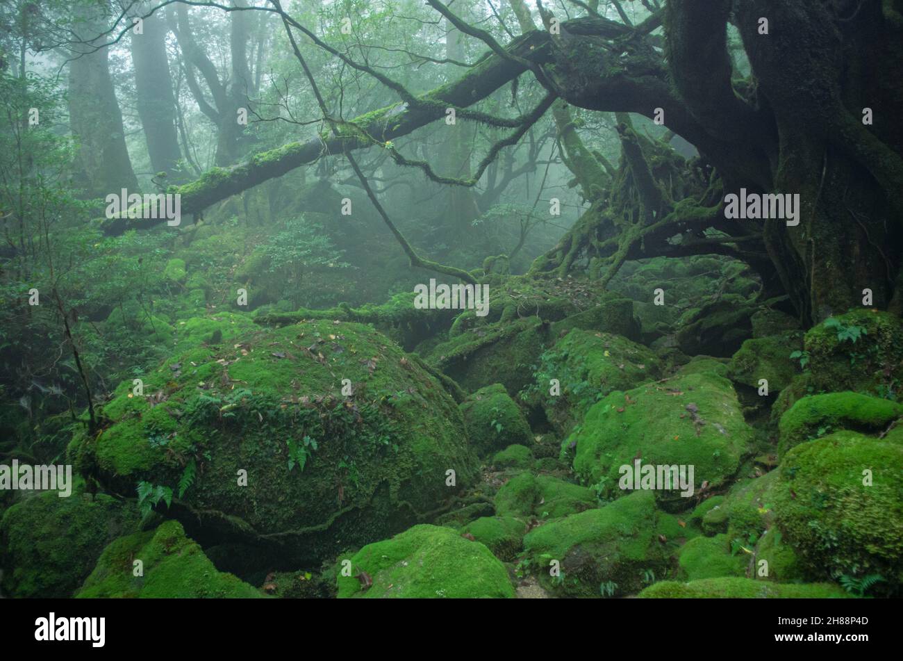 The famous moss-covered UNESCO world nature heritage forest at ...