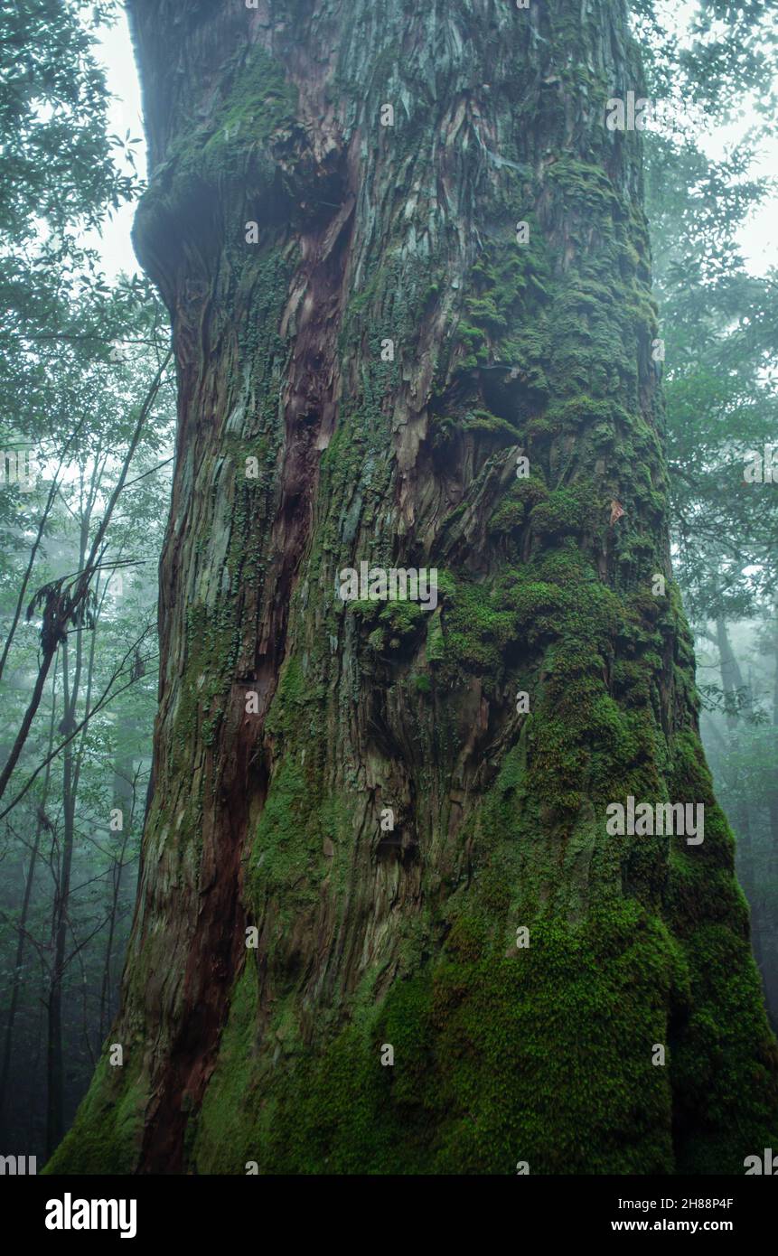 The famous moss-covered UNESCO world nature heritage forest at ...