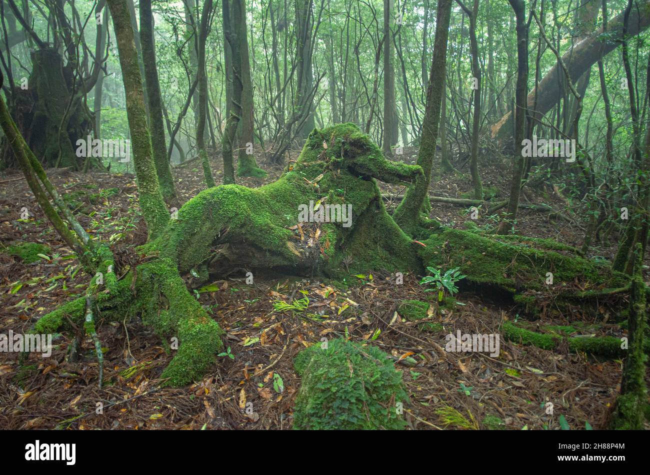 The famous moss-covered UNESCO world nature heritage forest at ...